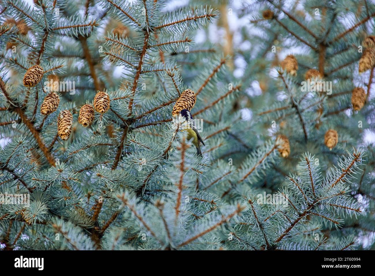 Image of a small bird sitting on the branches of a blue spruce Stock ...