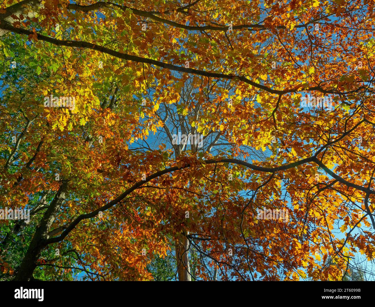 Red Oak Quercus rubra with beech trees in Norfolk woodland in Autumn ...