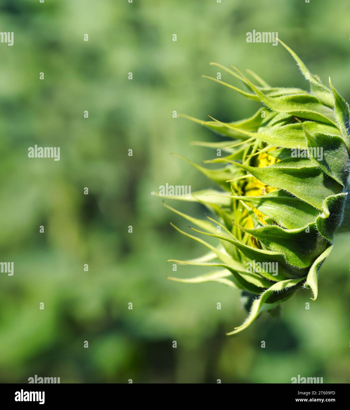closed green sunflower close up nature background Stock Photo - Alamy
