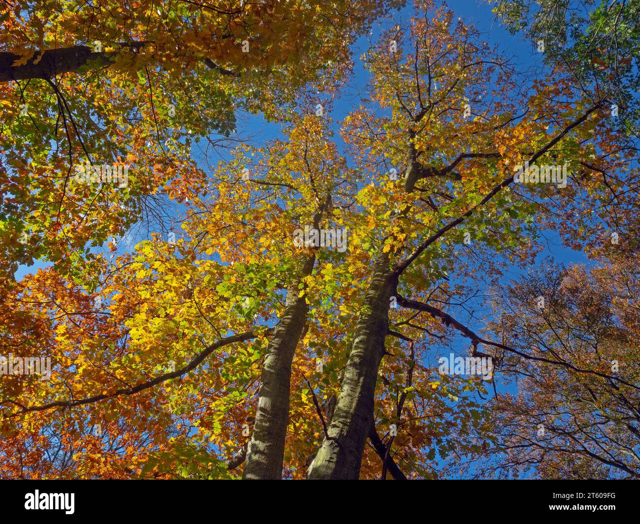 Red Oak Quercus rubra with beech trees in Norfolk woodland in Autumn ...