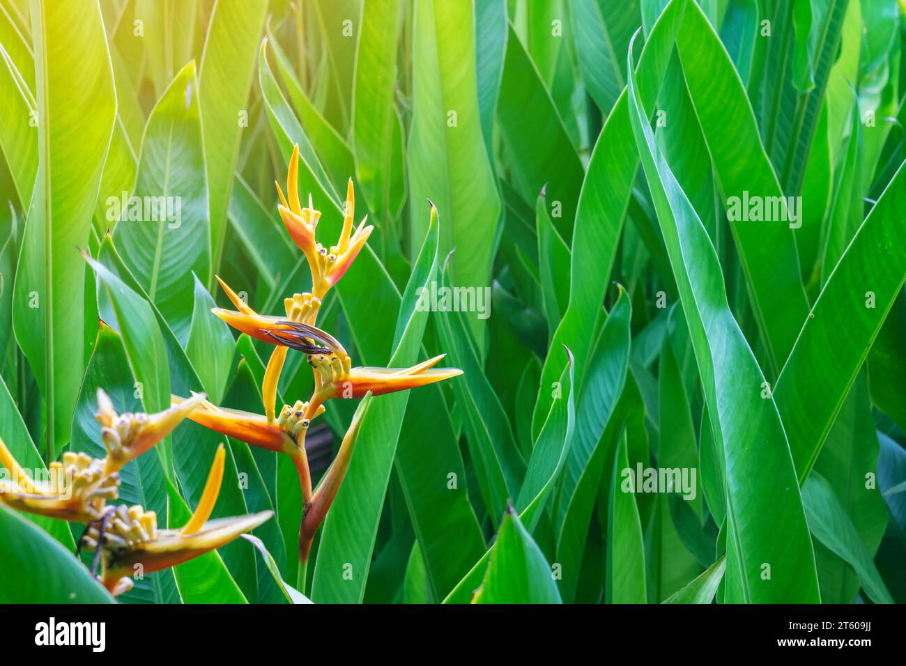 A parrots beak heliconia (heliconia psittacorum). Heliconia psittacorum ...