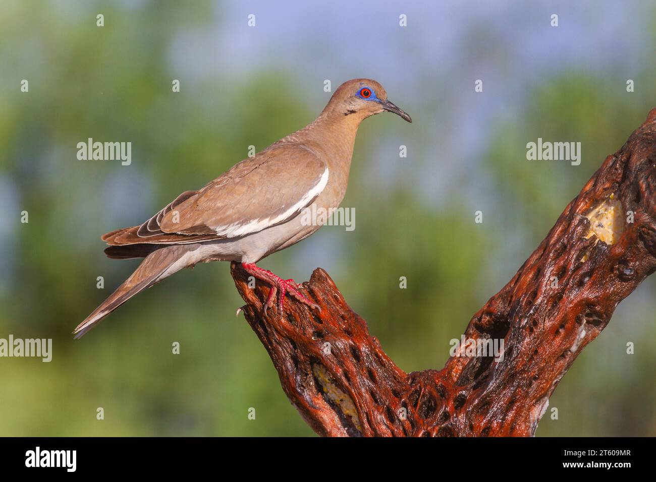 White-winged dove, Zenaida asiatica, in Arizona desert Stock Photo - Alamy