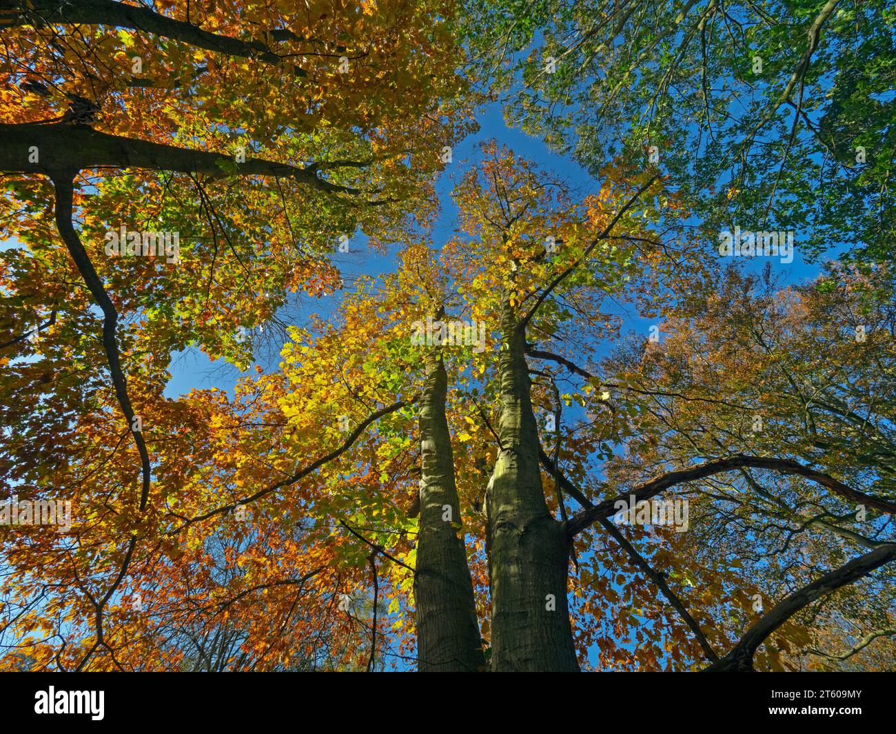 Golden northern red oak tree hi-res stock photography and images - Alamy