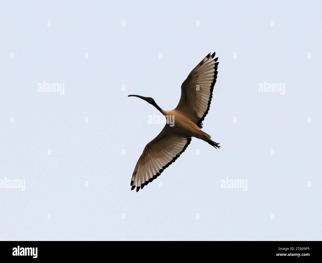 African sacred ibis, Pharaonenibis, Ibis sacré, Threskiornis ...