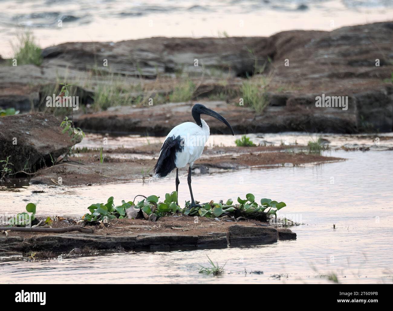 African sacred ibis, Pharaonenibis, Ibis sacré, Threskiornis ...