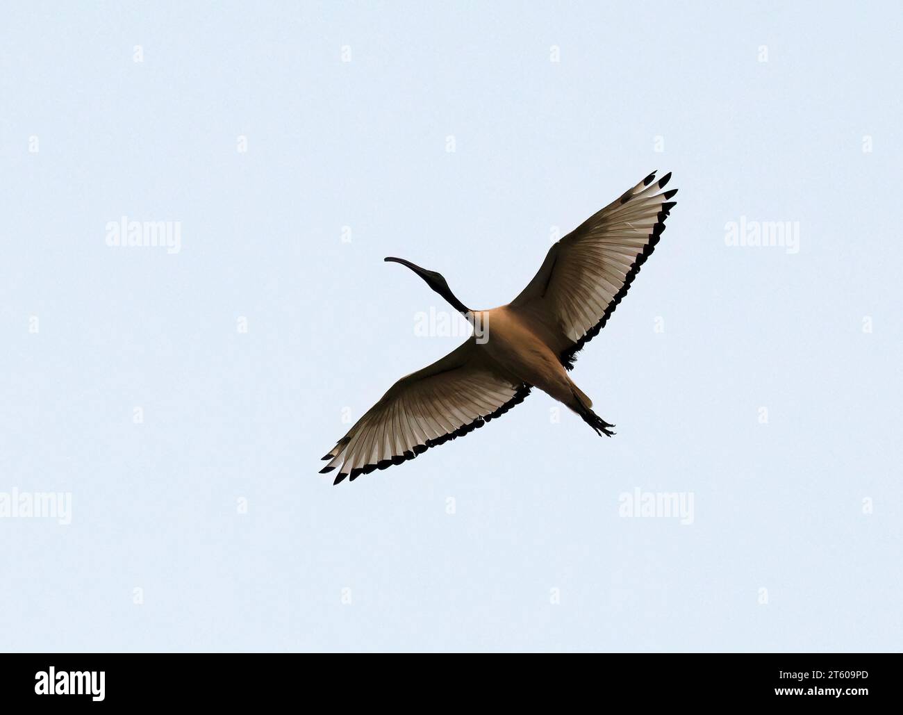 African sacred ibis, Pharaonenibis, Ibis sacré, Threskiornis ...