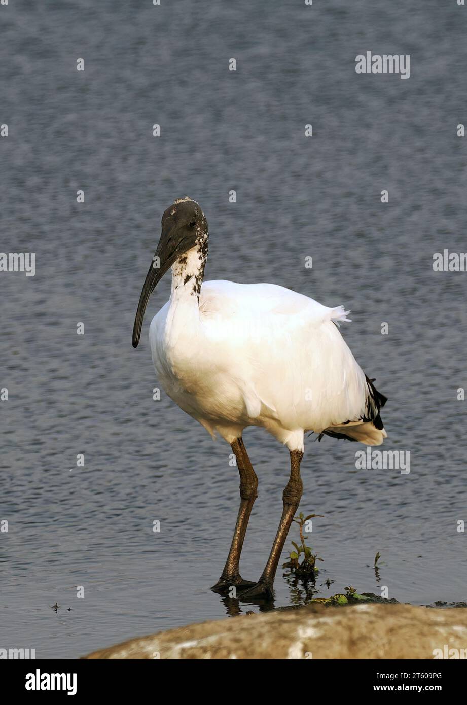 African sacred ibis, Pharaonenibis, Ibis sacré, Threskiornis ...