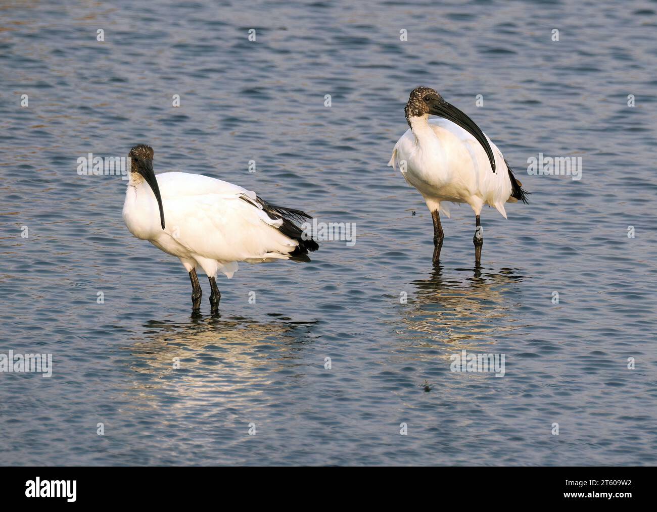 African sacred ibis, Pharaonenibis, Ibis sacré, Threskiornis ...