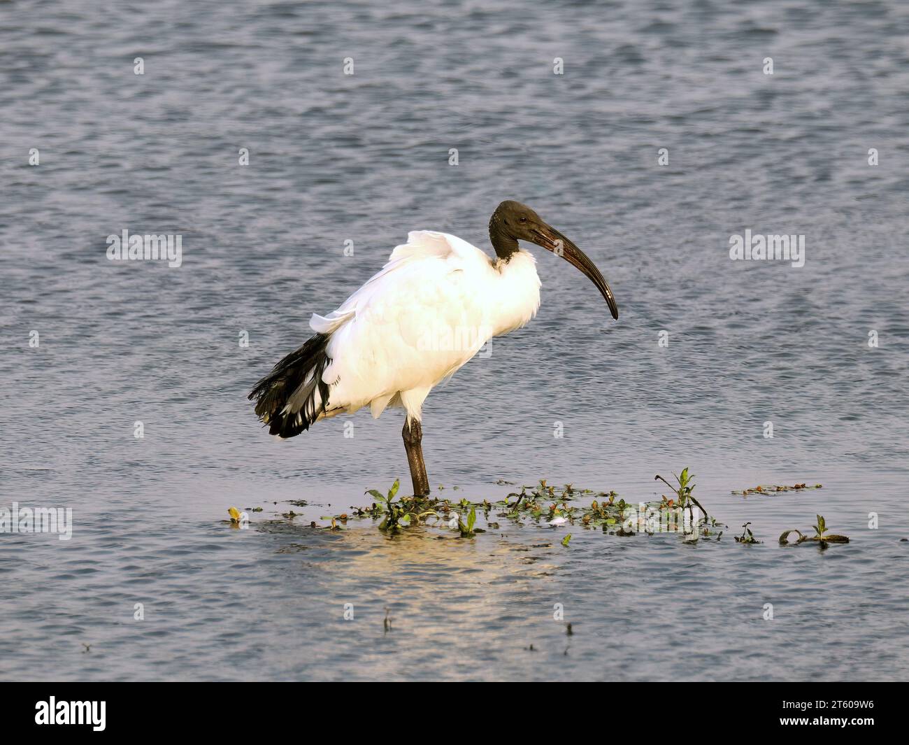 African sacred ibis, Pharaonenibis, Ibis sacré, Threskiornis ...
