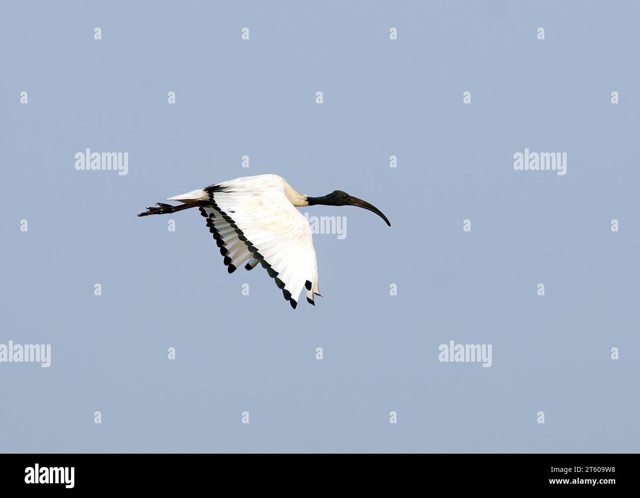 African sacred ibis, Pharaonenibis, Ibis sacré, Threskiornis ...