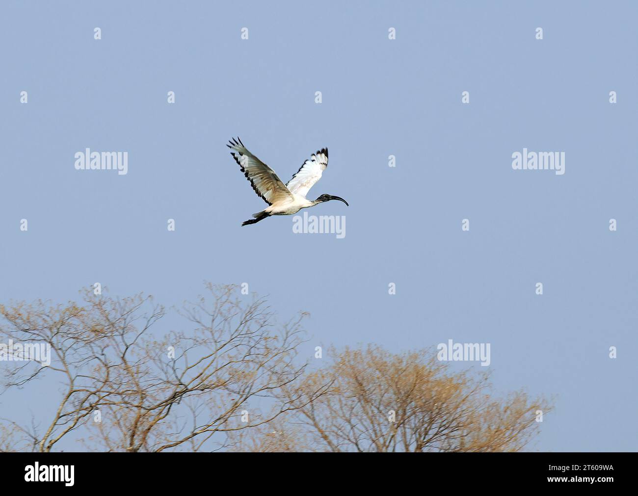African sacred ibis, Pharaonenibis, Ibis sacré, Threskiornis ...