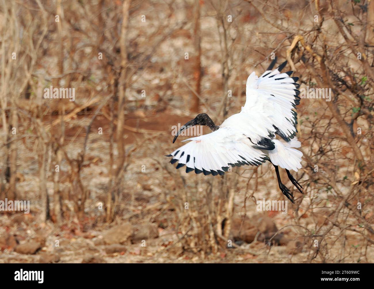African sacred ibis, Pharaonenibis, Ibis sacré, Threskiornis ...