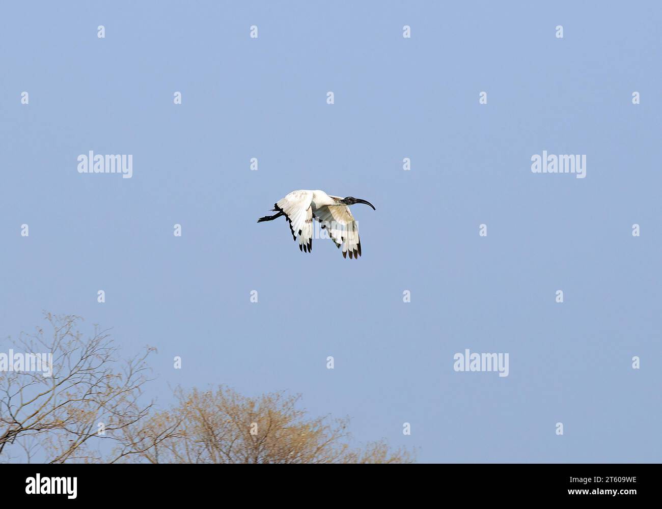 African sacred ibis, Pharaonenibis, Ibis sacré, Threskiornis ...
