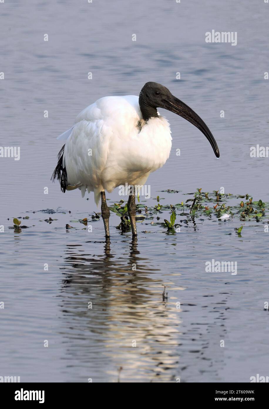 African sacred ibis, Pharaonenibis, Ibis sacré, Threskiornis ...