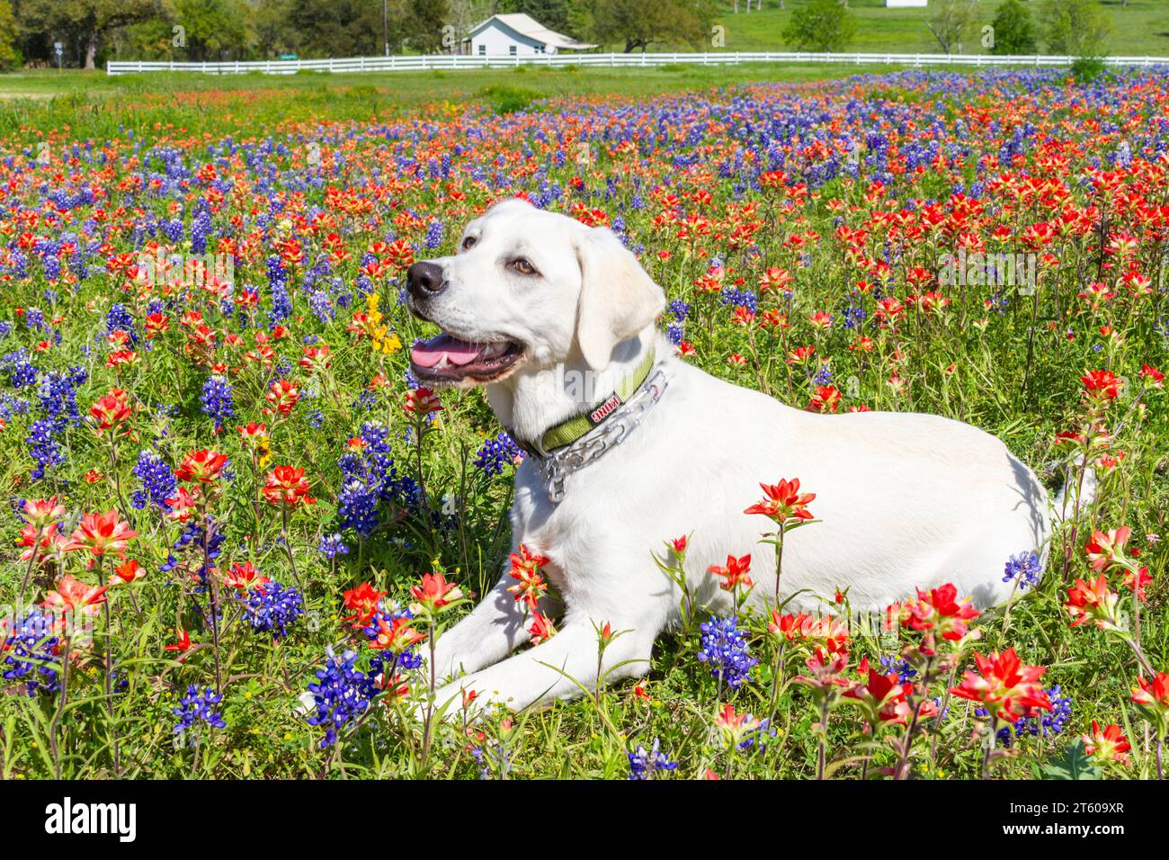 Zoe's (Labrador puppy) first Bluebonnets and Wildflowers outing at Old ...