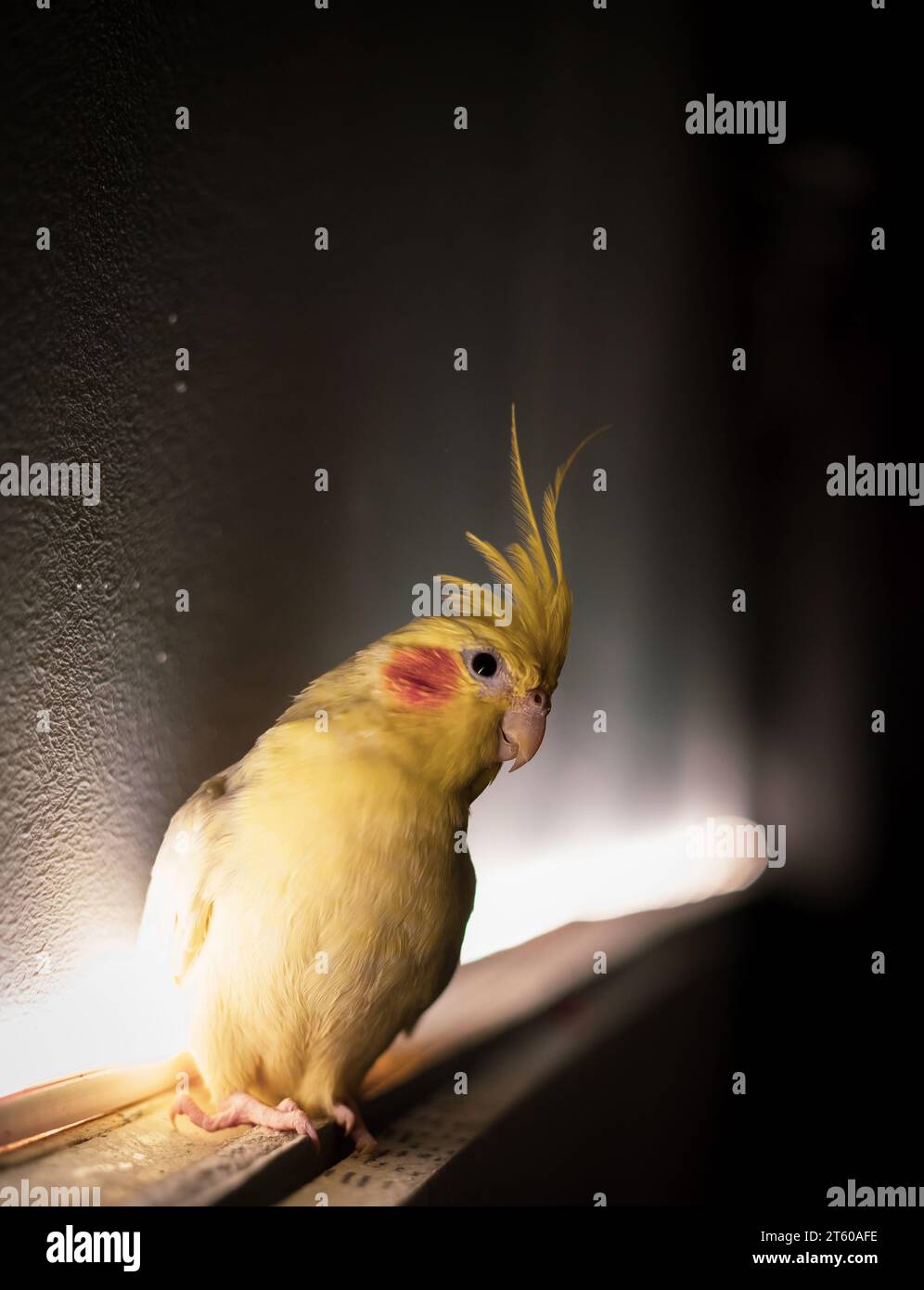 Portrait of a Cockatiel Bird sitting beside wall with back light Stock ...