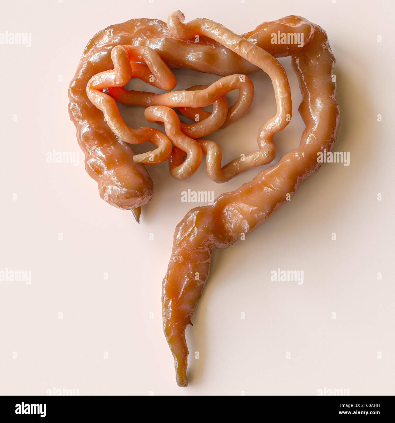 Realistic anatomy hi-res stock photography and images - Alamy