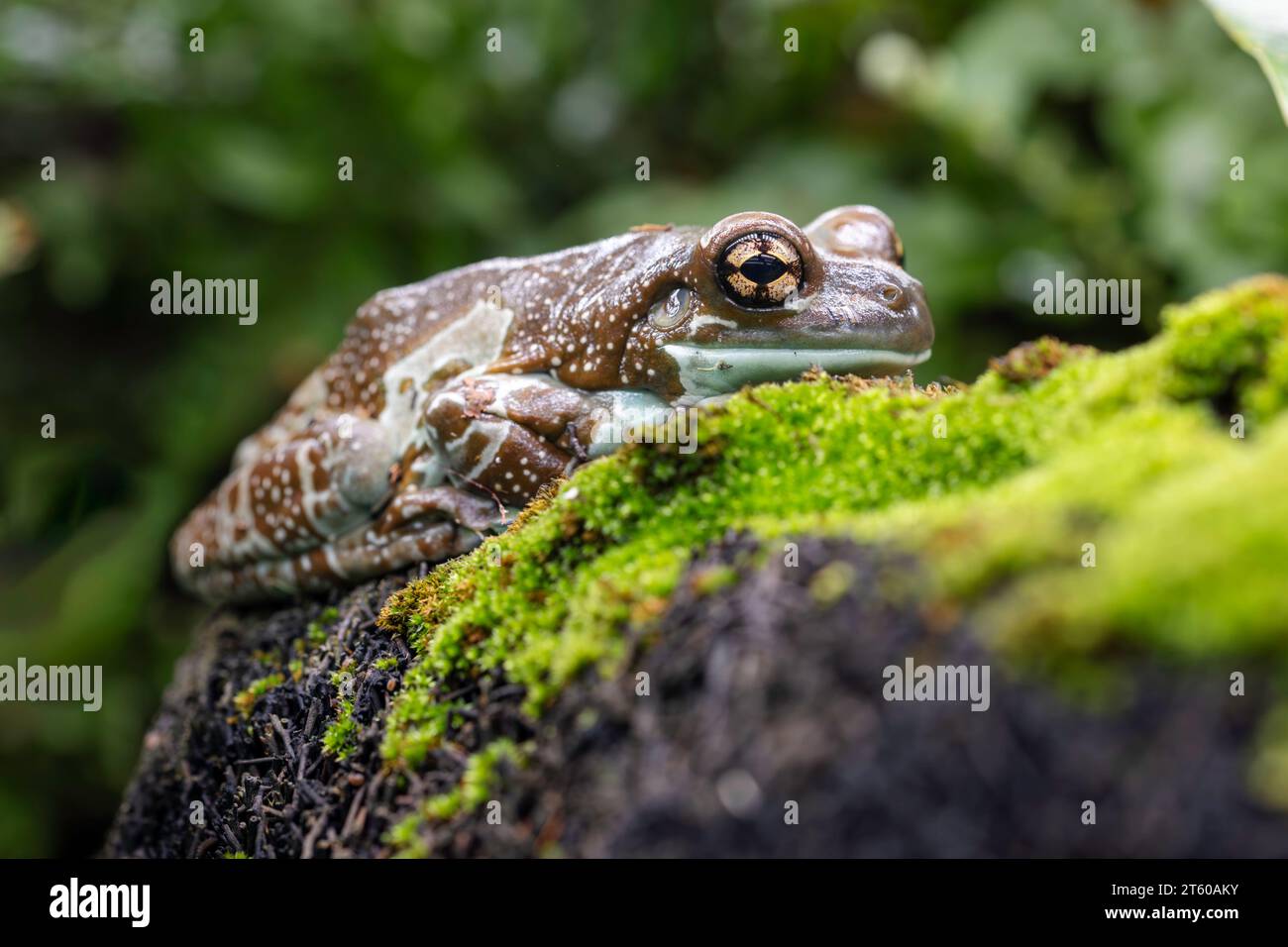 Tree Hollows Toad Tree Frog Lying on a Stone Stock Photo - Alamy