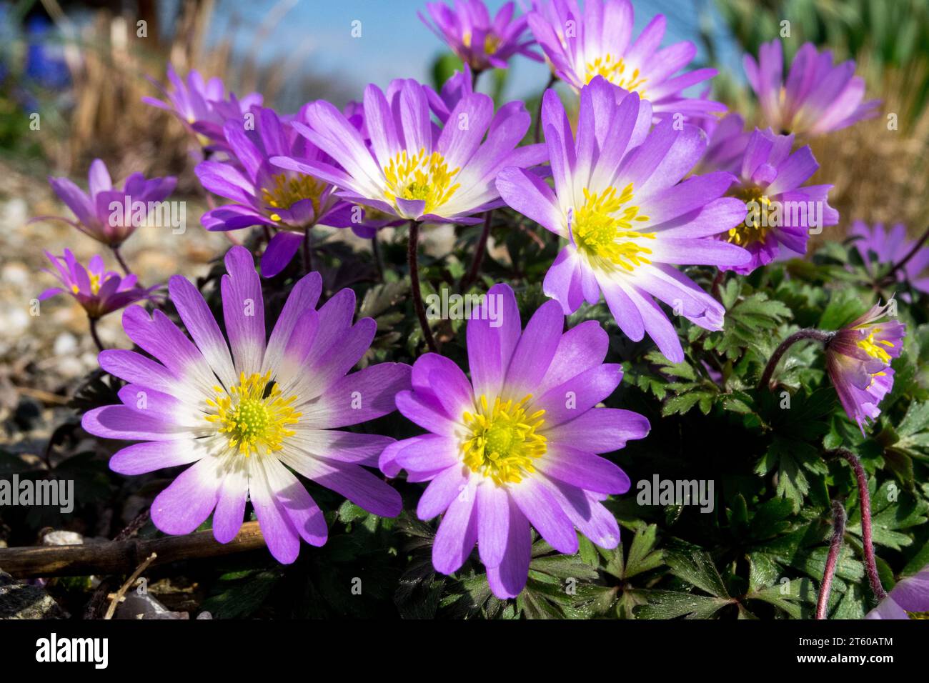 Spring flowering anemone hi-res stock photography and images - Alamy