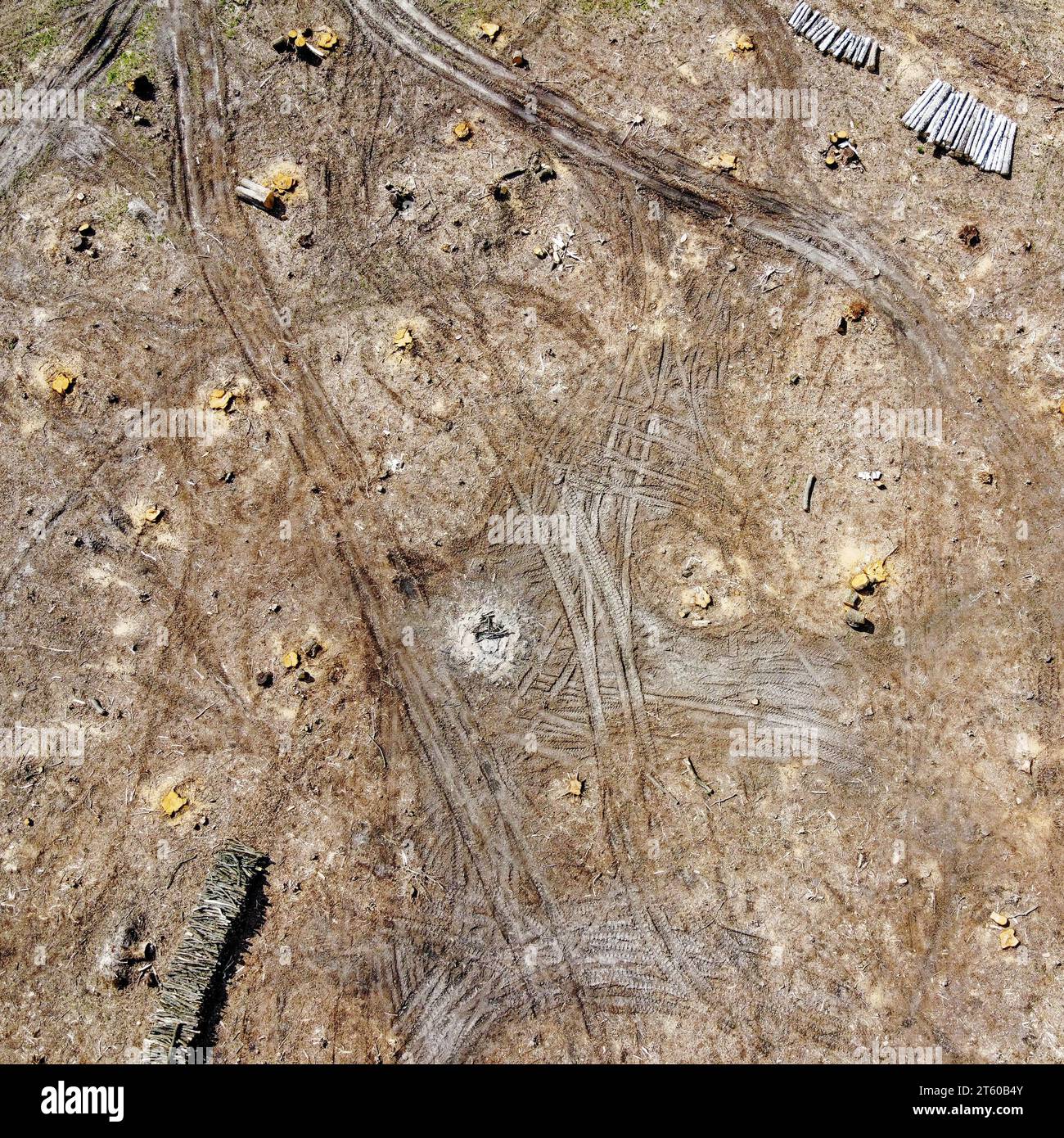 Logging place, aerial view. Devastated land. Felled forest Stock Photo ...