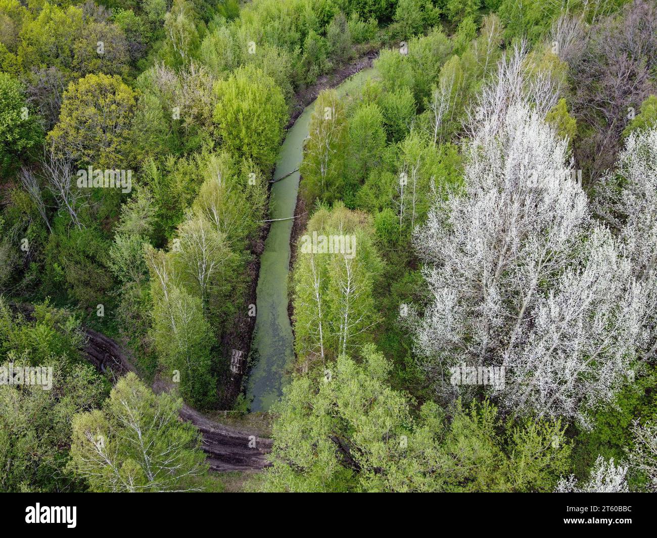 Shot river spring in forest hi-res stock photography and images - Alamy