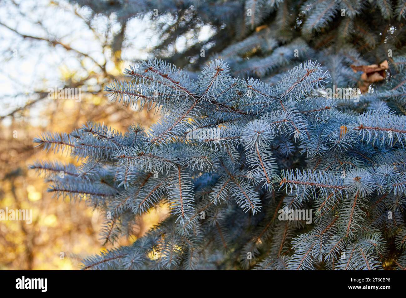 Image of a blue spruce branch in a city park Stock Photo - Alamy