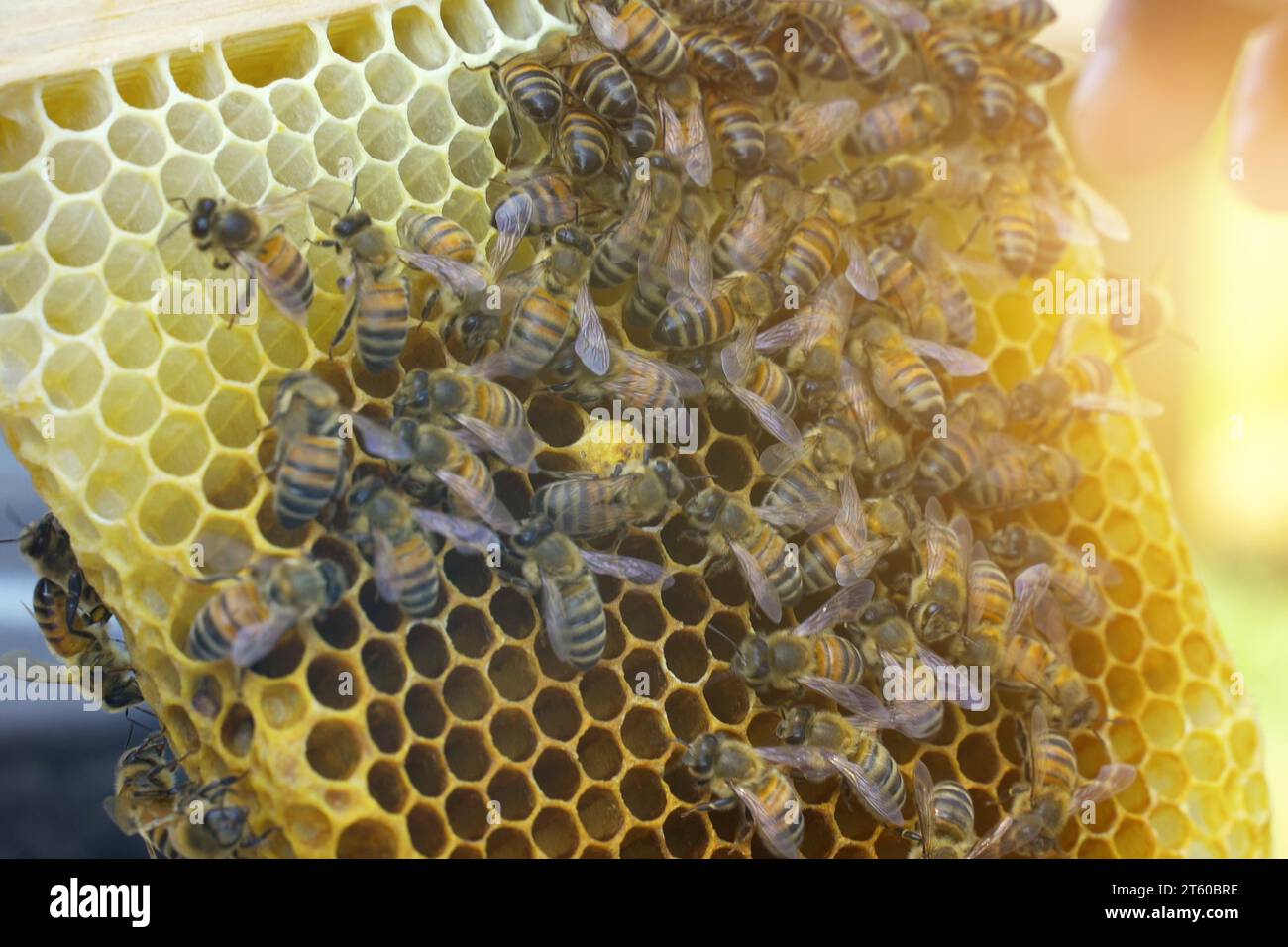 A beekeeper looks at a nesting frame made of a nucleus - a special hive ...