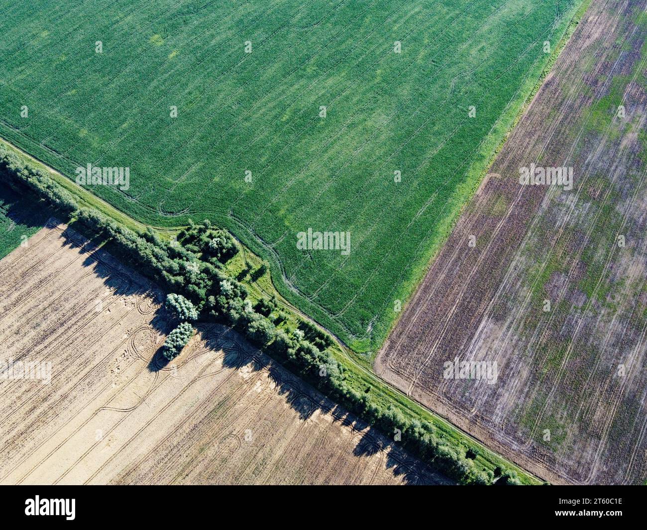 A forest belt separates several farm fields, top view. Agrarian ...