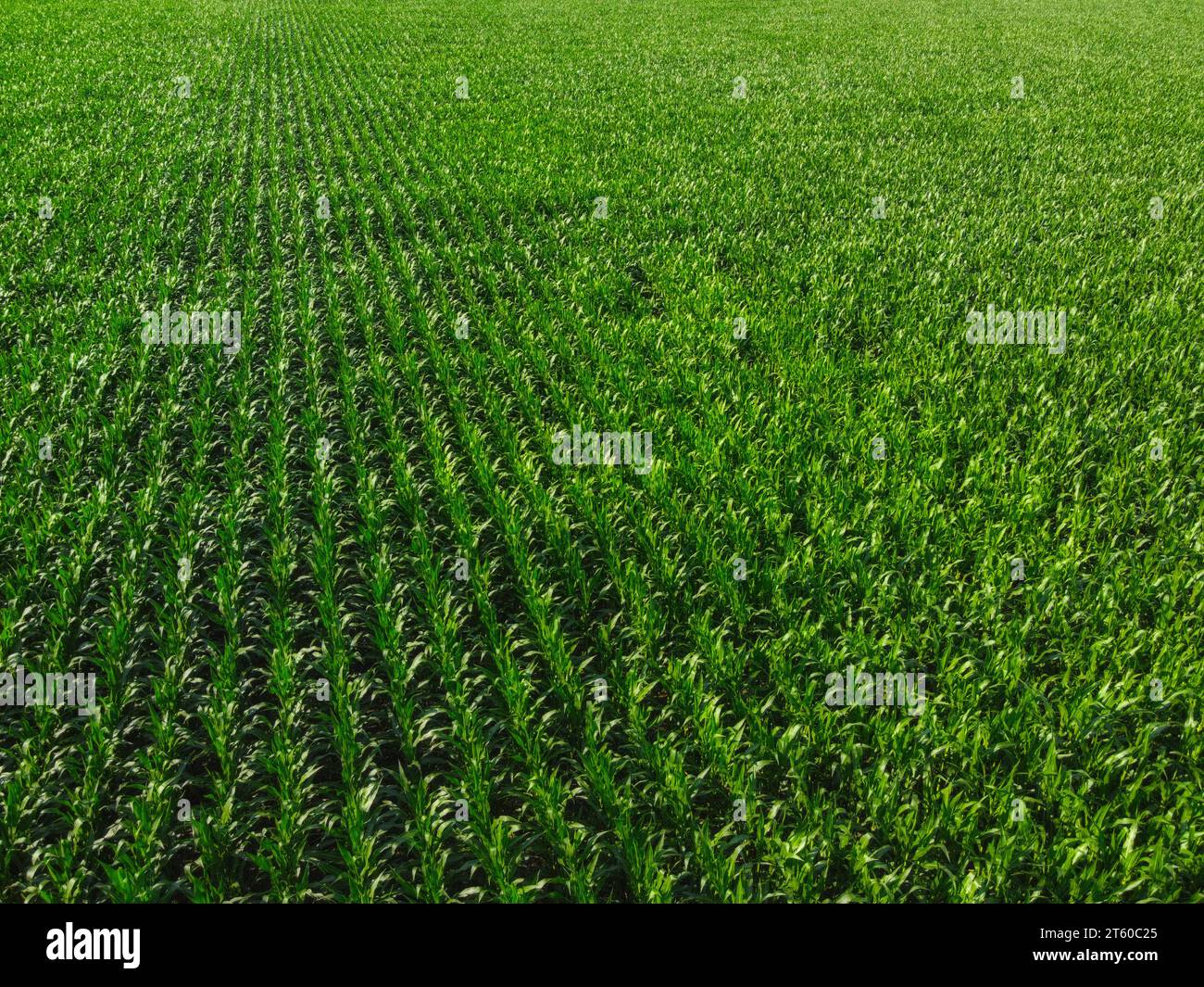 Extensive corn fields, top view. Green farm fields, landscape Stock ...