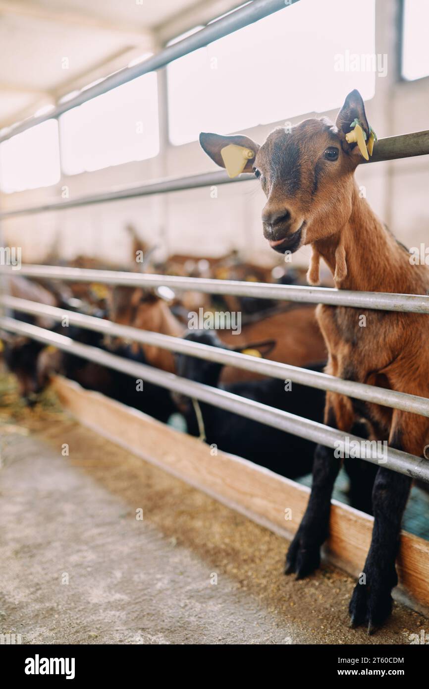 Goat standing on hind legs hi-res stock photography and images - Alamy