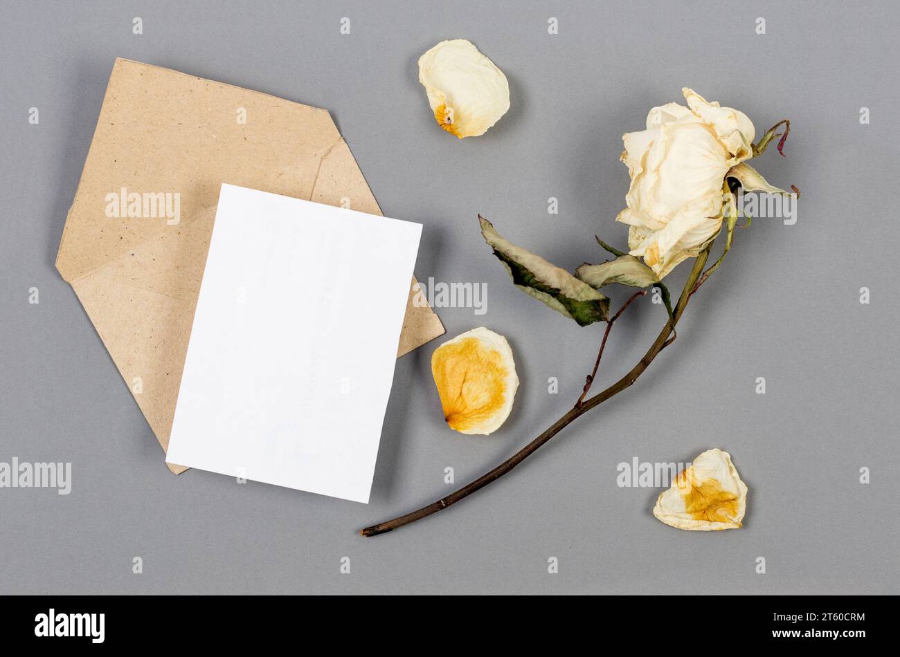 Two dried white roses with empty white blank. The concept of mourning ...