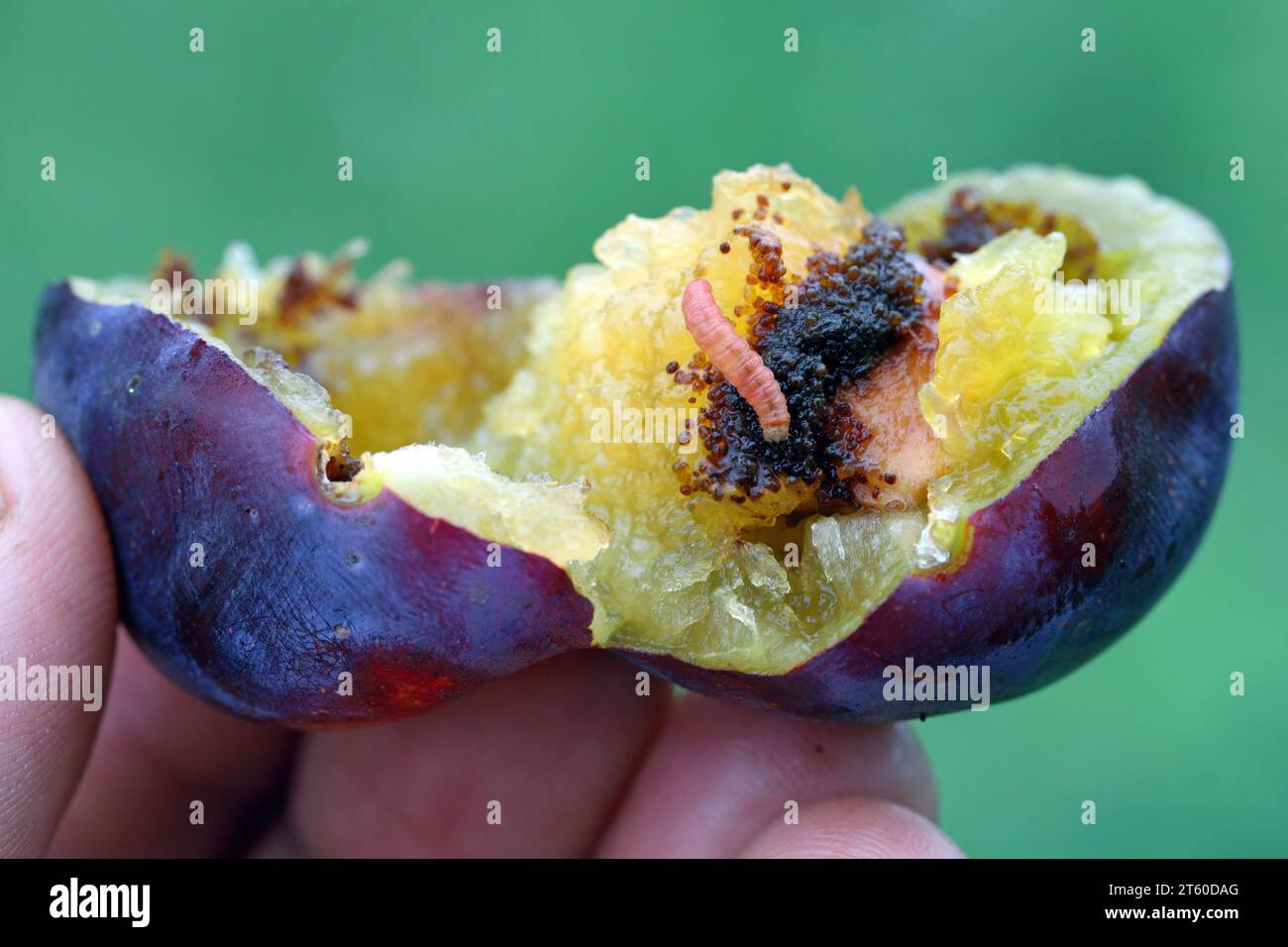 Plum Fruit Moth (Cydia funebrana) caterpillar in a fruit, orchard in ...