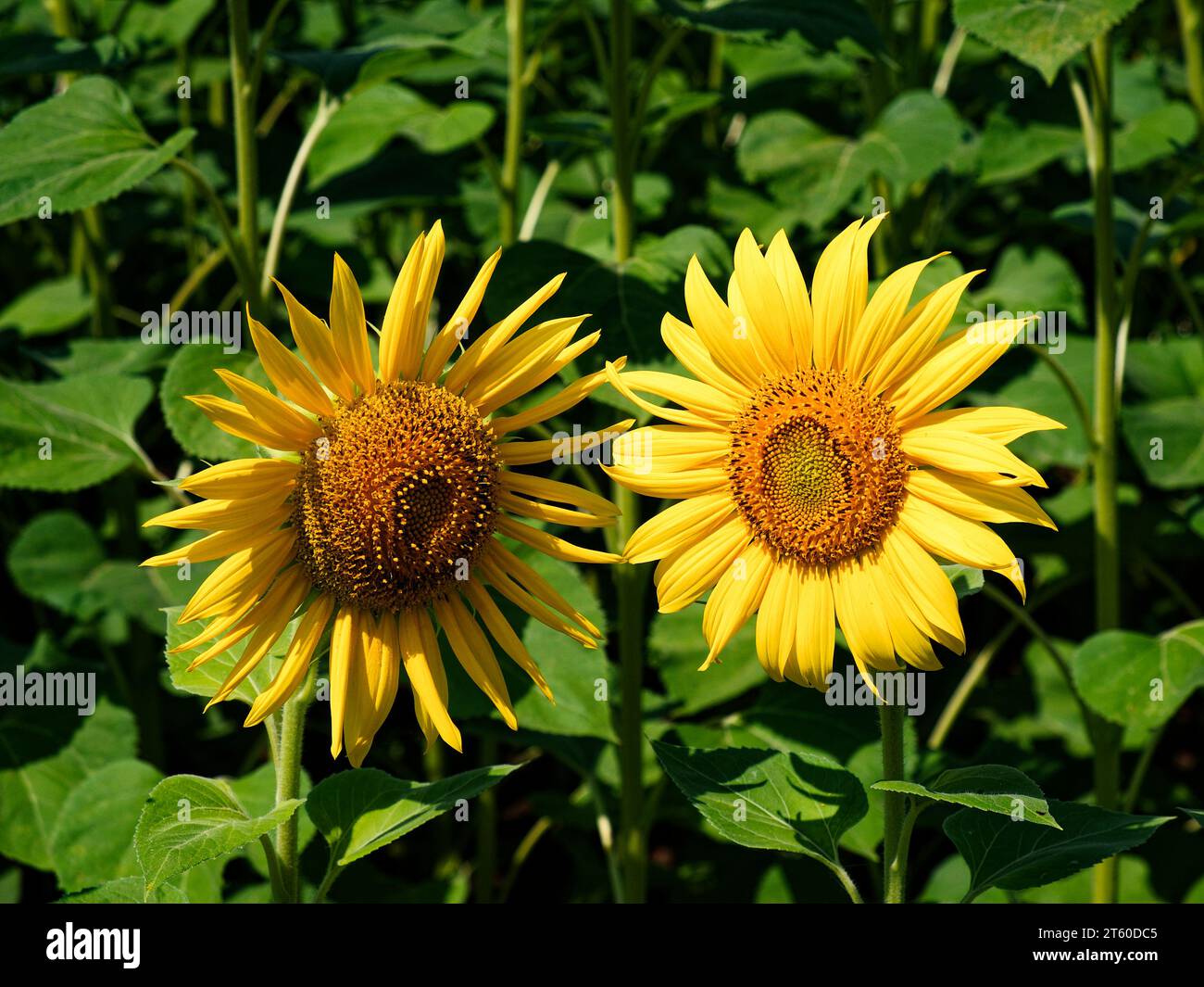 Tall sunflower hi-res stock photography and images - Alamy