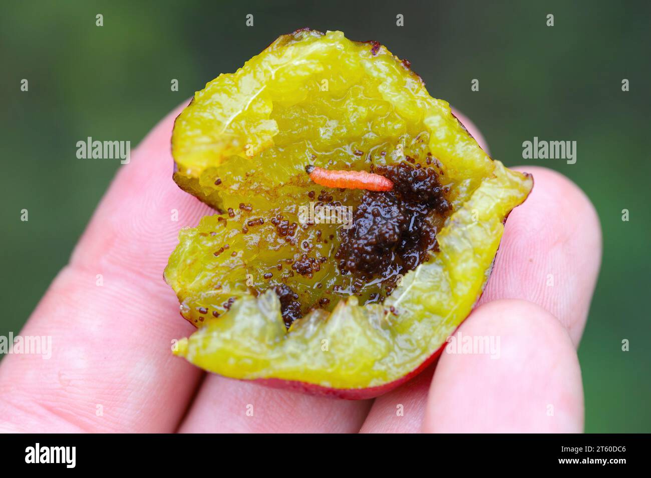 Plum Fruit Moth (Cydia funebrana) caterpillar in a fruit, orchard in ...