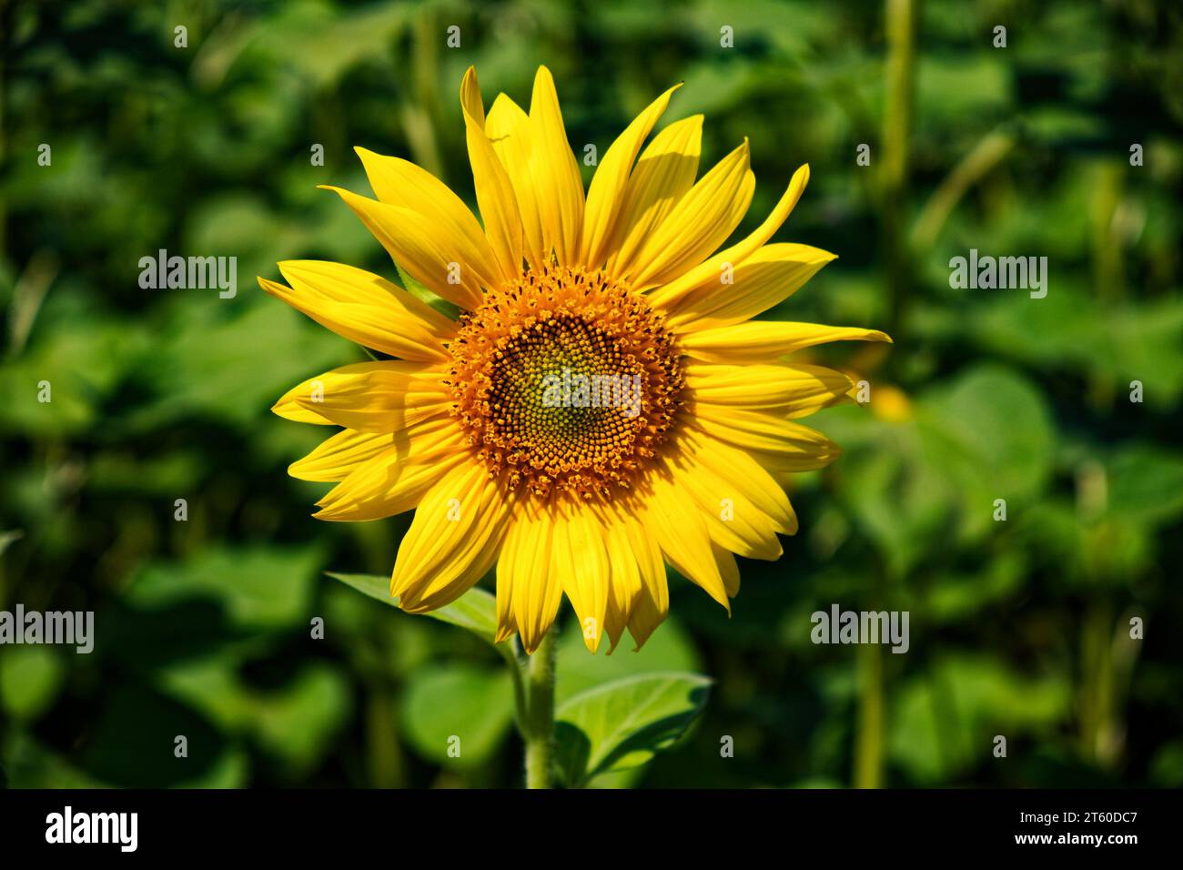 A bright yellow sunflower standing tall in a verdant green field, a ...