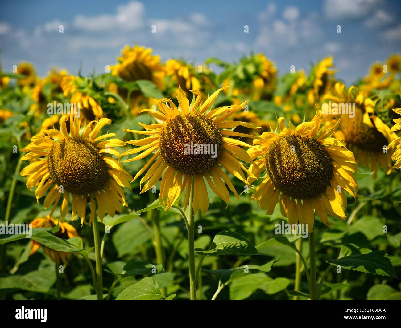 Yellow flowers contrast with blue sky hi-res stock photography and ...