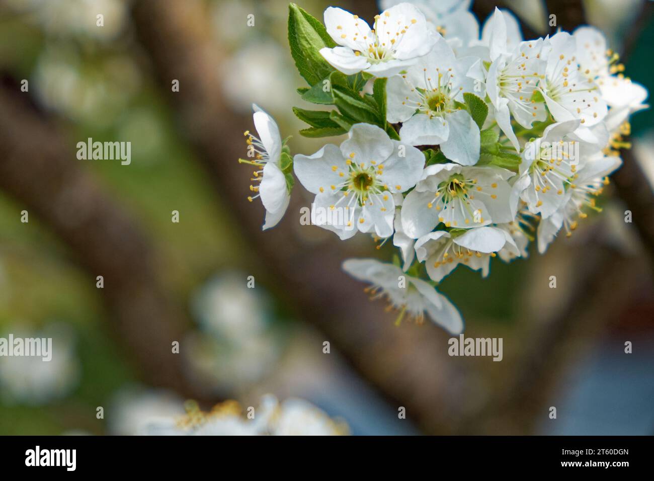 In a celebration of spring's delicate beauty, a close-up view reveals ...