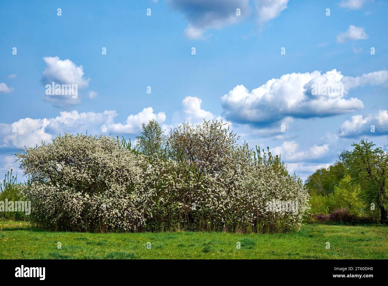 In a picturesque spring landscape, a group of trees in full bloom ...