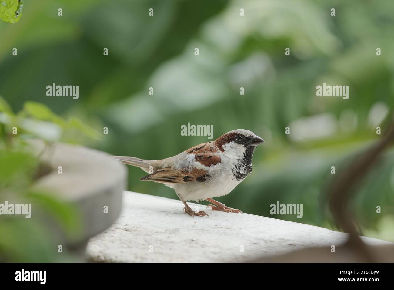 sparrow bird photography amazing nature wildlife Stock Photo - Alamy