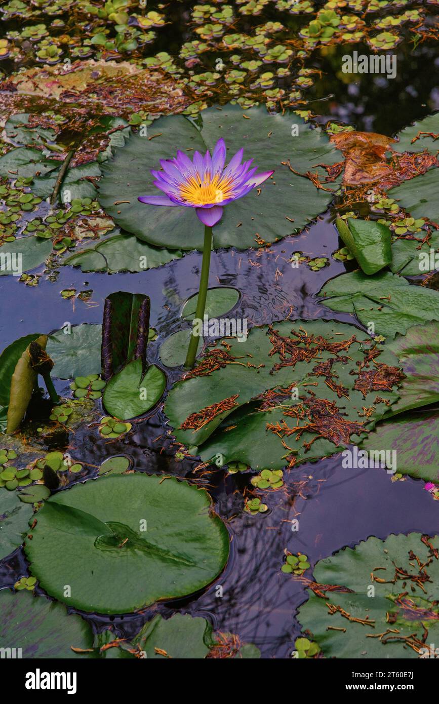 Scarlet flower hi-res stock photography and images - Alamy