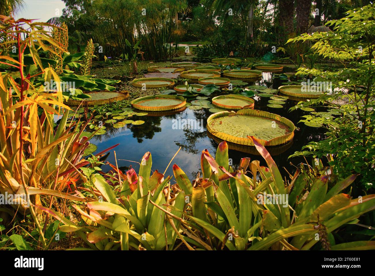 Fleur de lotus dans un étang - Flower of lotus in a pond (Nymphaea ...