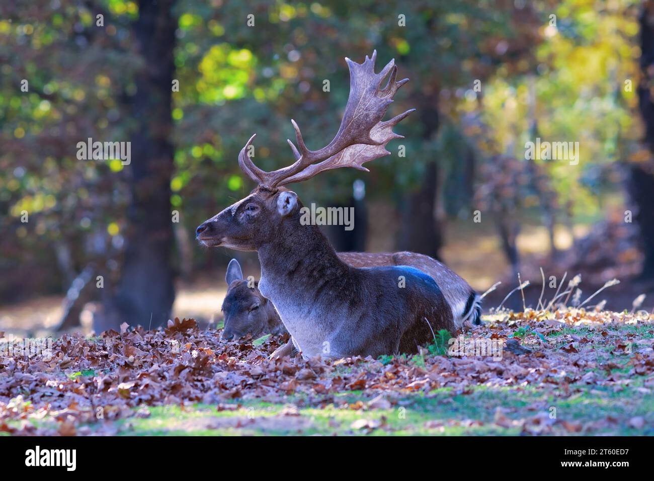 beautiful fallow deer stag with hind in a glade (Dama dama Stock Photo ...