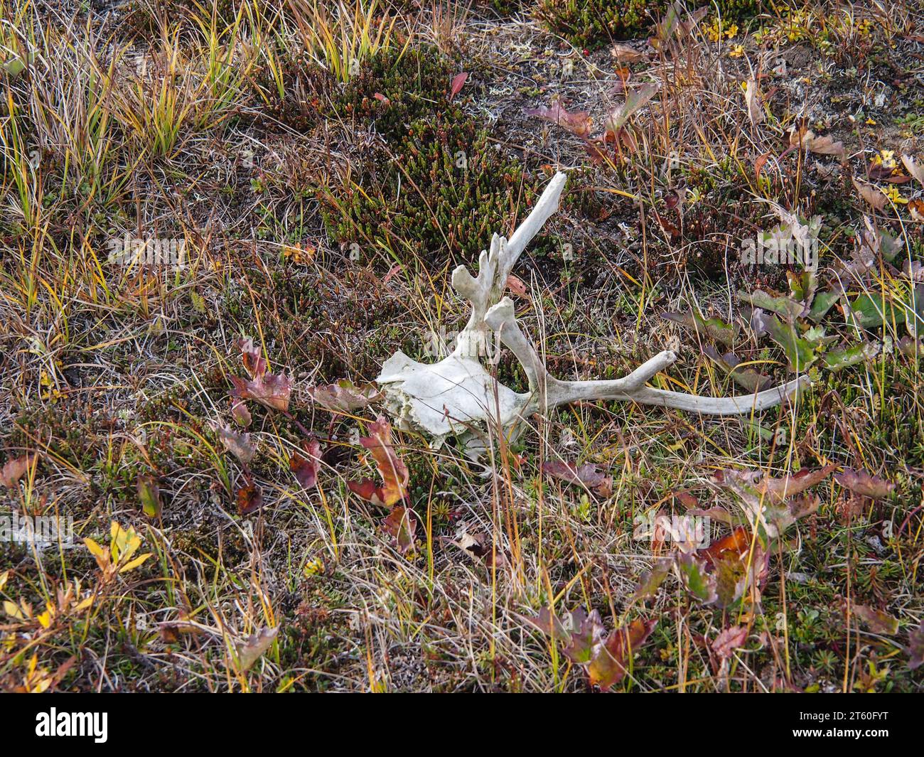 Skull with antlers of a caribou on the tundra near the northern Alaska ...