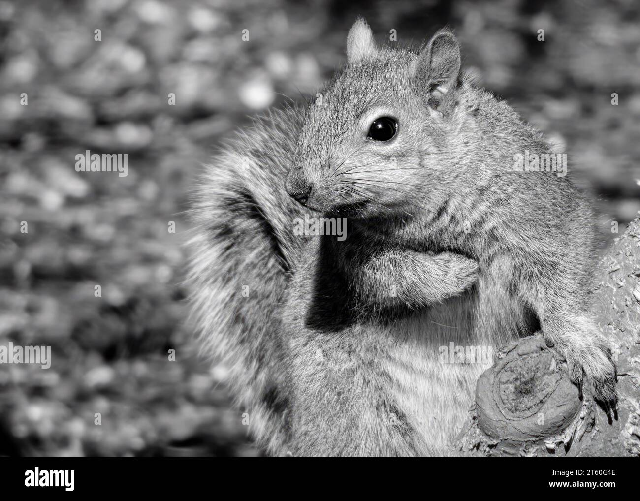 Black and White close up photo of a Gray Squirrel (Sciurus carolinensis ...