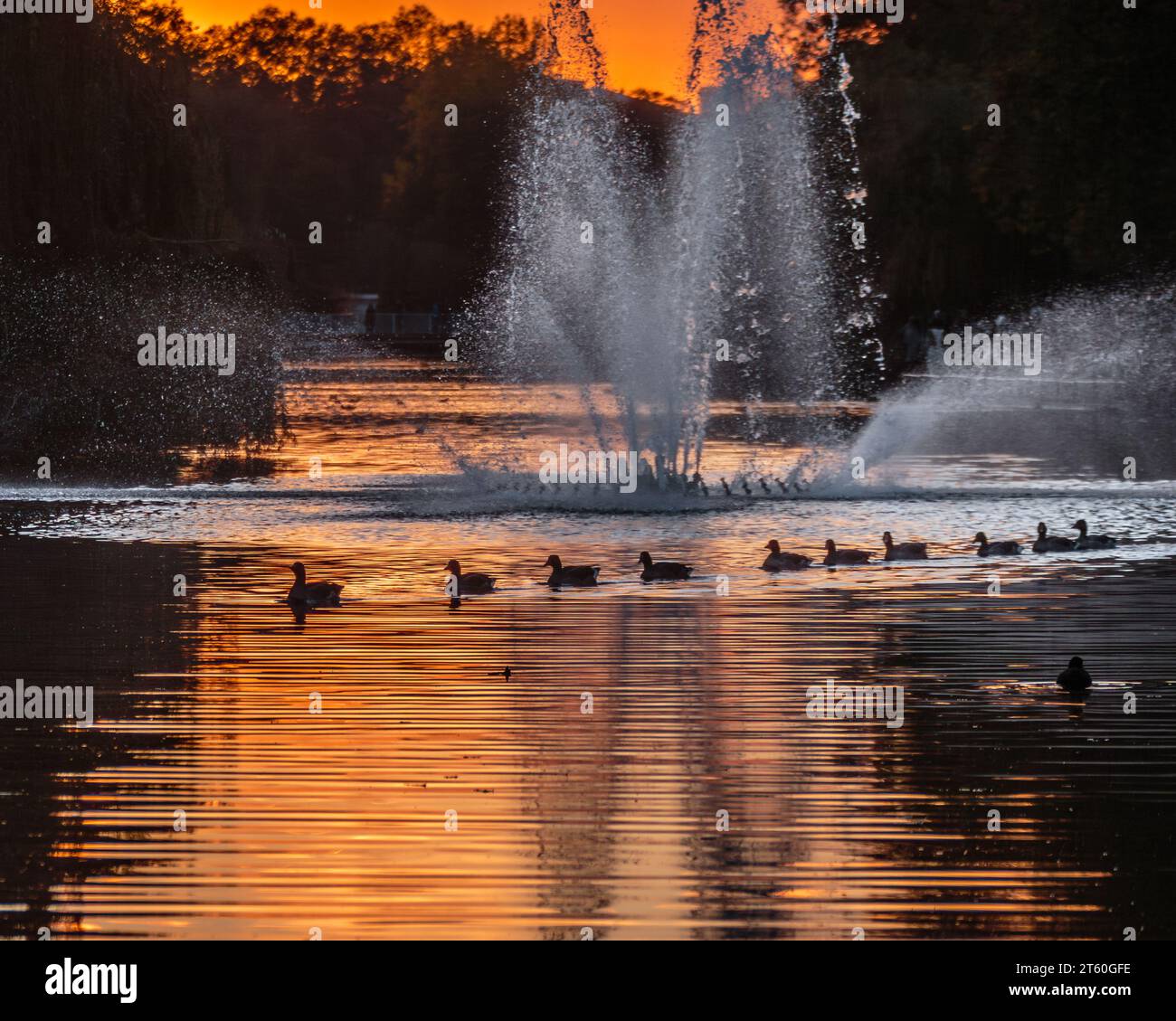 A raft of ducks at sunset glide through St. James's Park Lake in London ...