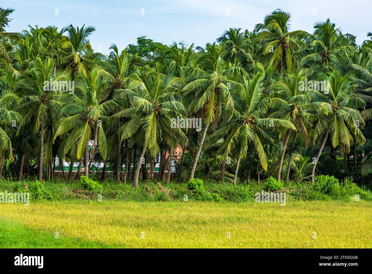 coconut trees palms against the blue sky of India Stock Photo - Alamy