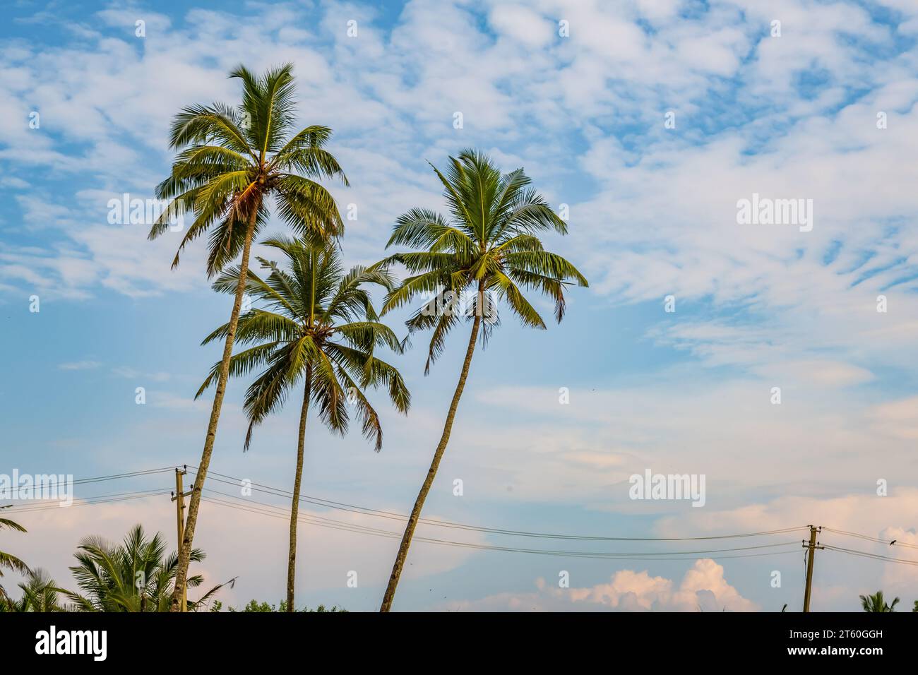coconut trees palms against the blue sky of India Stock Photo - Alamy