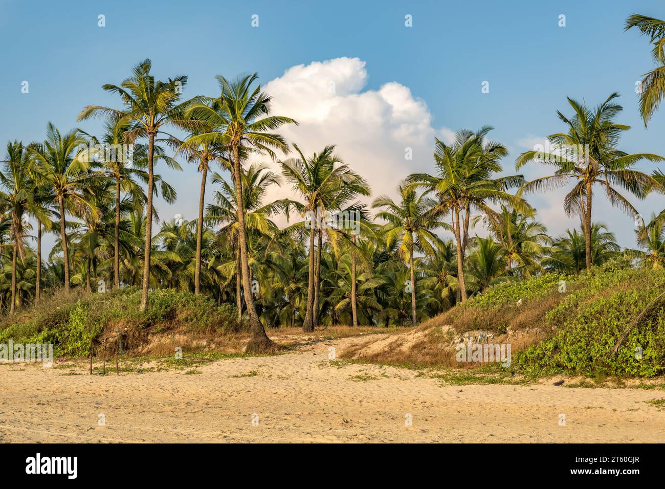 coconut trees palms against the blue sky of India Stock Photo - Alamy