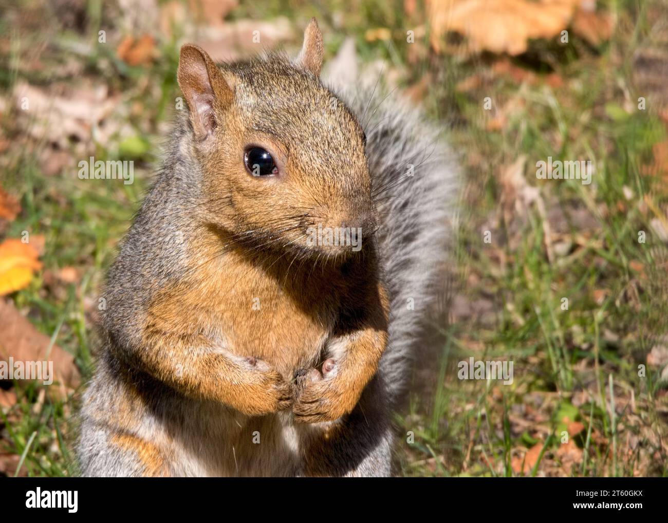 Close up of a cute Gray Squirrel (Sciurus carolinensis) standing on ...