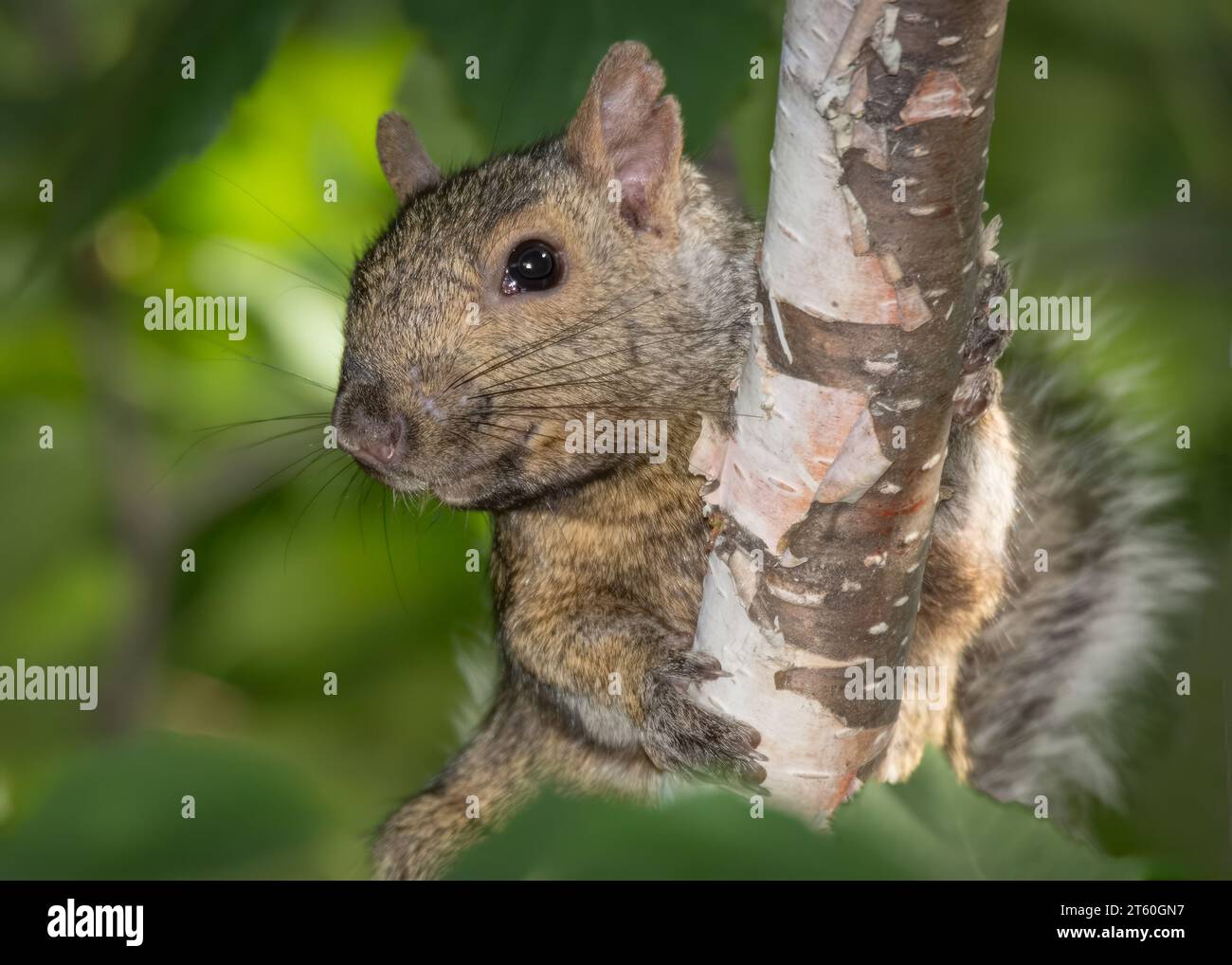 Close Up of adorable Gray Squirrel (Sciurus carolinensis) hugging a ...